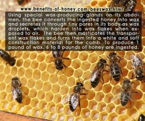 Beeswax - Wonderfully Made by the Bees